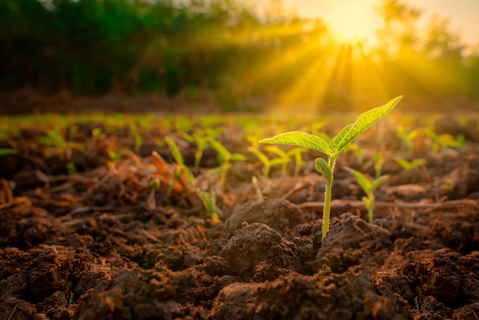 AgroBio Way - We grow a virtuous model